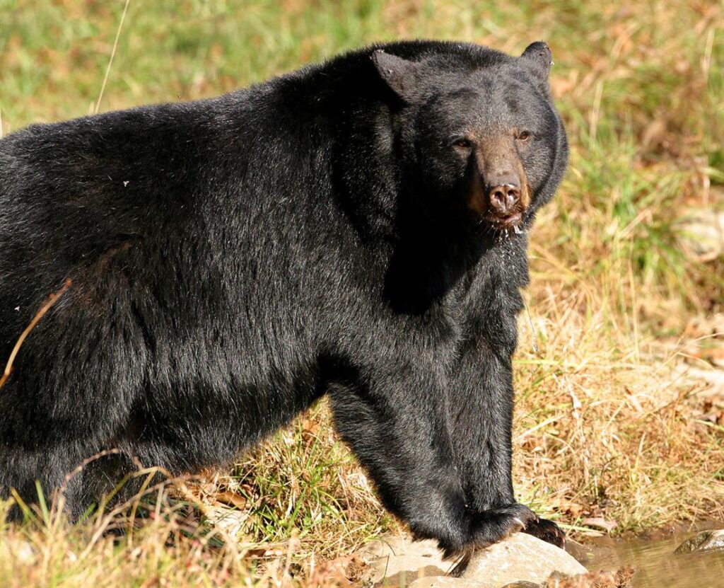 Game and Fish Receives Word of Multiple Bear Conflicts – Sheridan Media