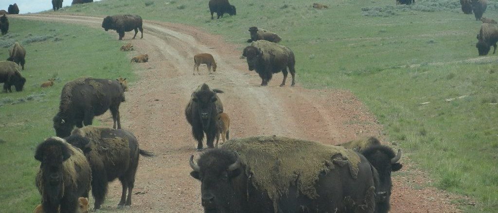 Thirteen Bison Dead Or Euthanized After Being Hit By Vehicles Near ...