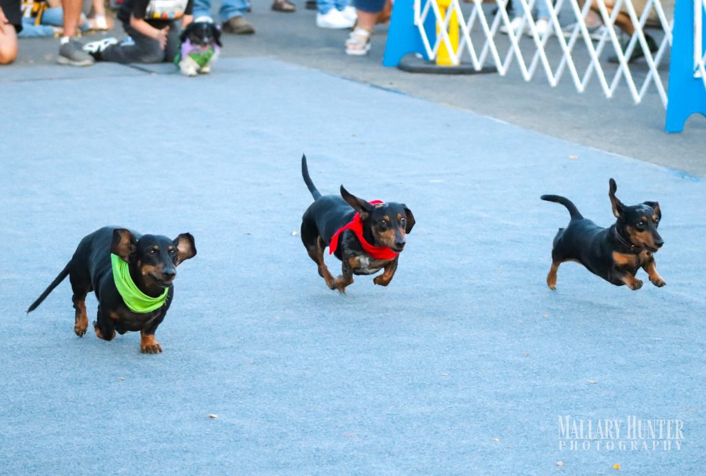Weiner Dog Races Photo Gallery – Sheridan Media