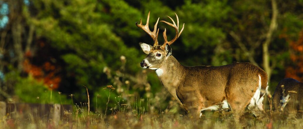 Remain vigilant for animals on the road – Sheridan Media