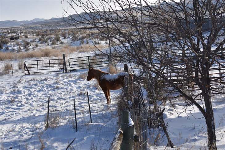 Taking Care of Livestock and Ranch Animals in the Cold – Sheridan Media