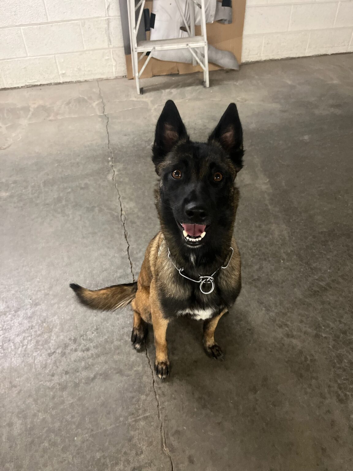 After more than a decade, SCSO K9 units are back on patrol – Sheridan Media