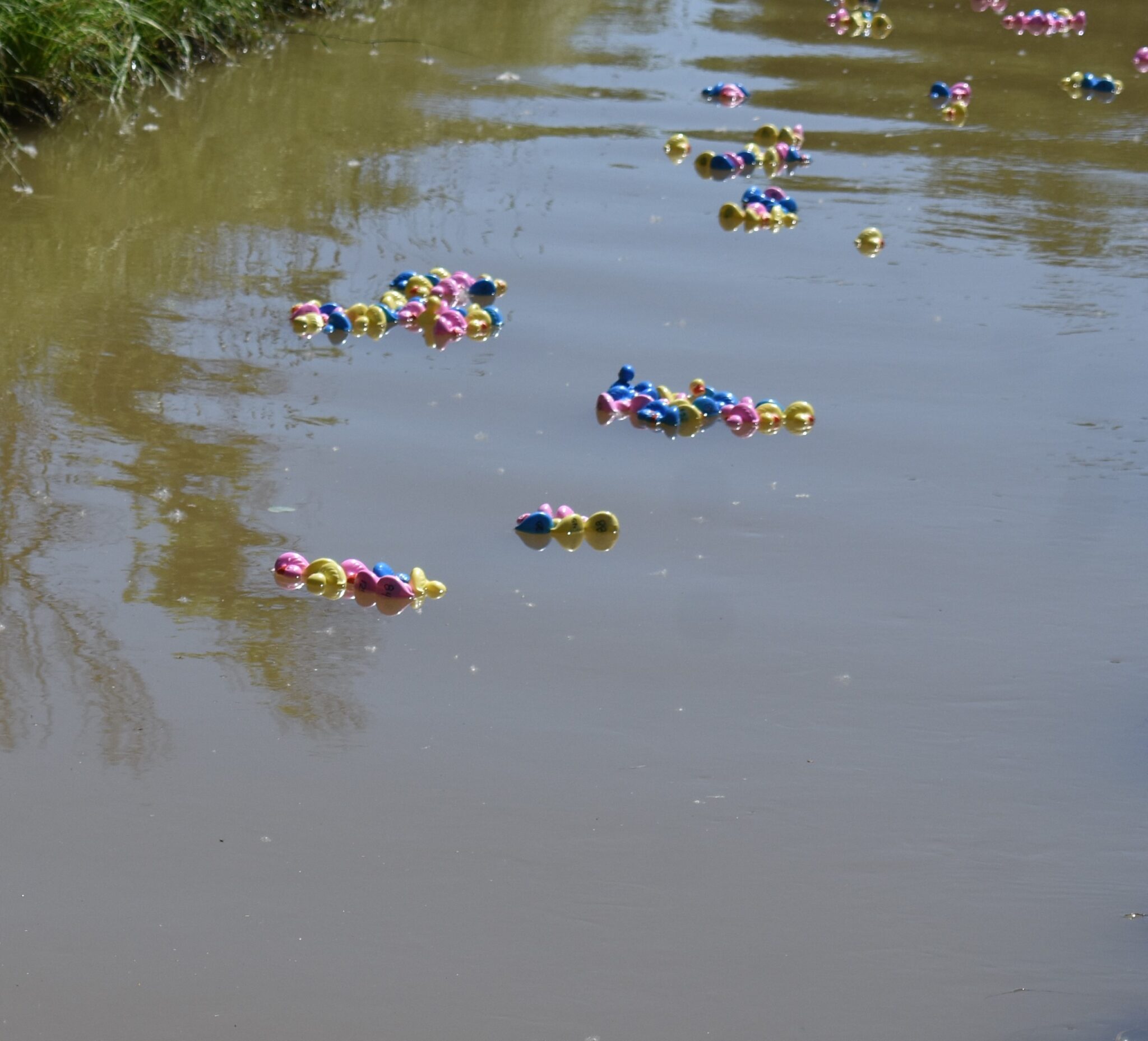The Annual Duck Race to be Held Friday – Sheridan Media