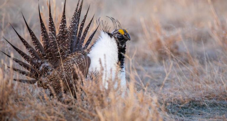 Increase in sage-grouse lek attendance observed – Sheridan Media