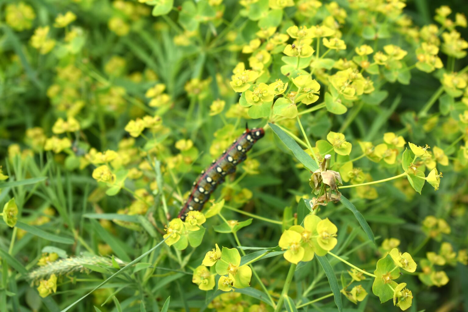 Landowners Learn About Leafy Spurge Control – Sheridan Media