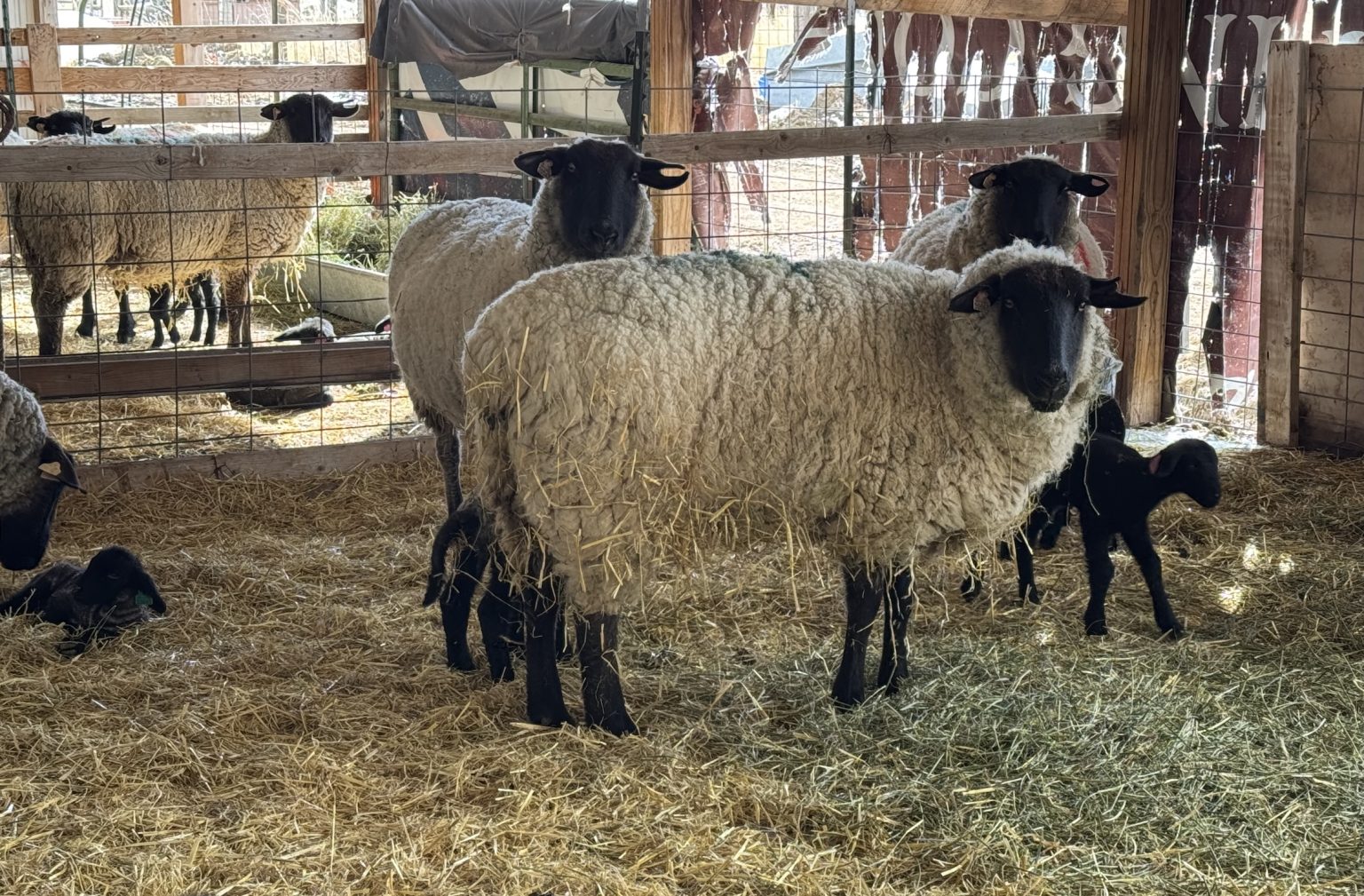UW Extension to Offer Lambing Webinar Series in March – Sheridan Media